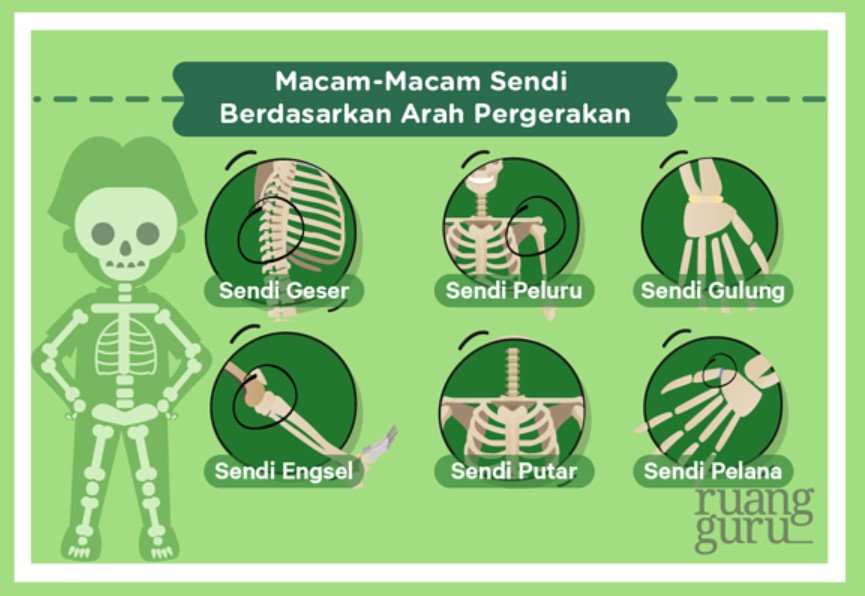 Sistem Gerak 2 - Struktur dan Fungsi Sendi